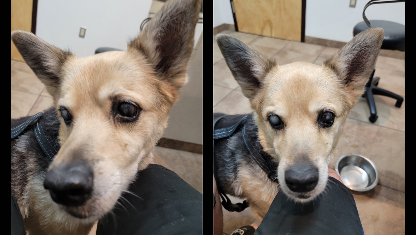 Fundraiser by Jacob Sedillo : (ENDED)Help Rex See Again!