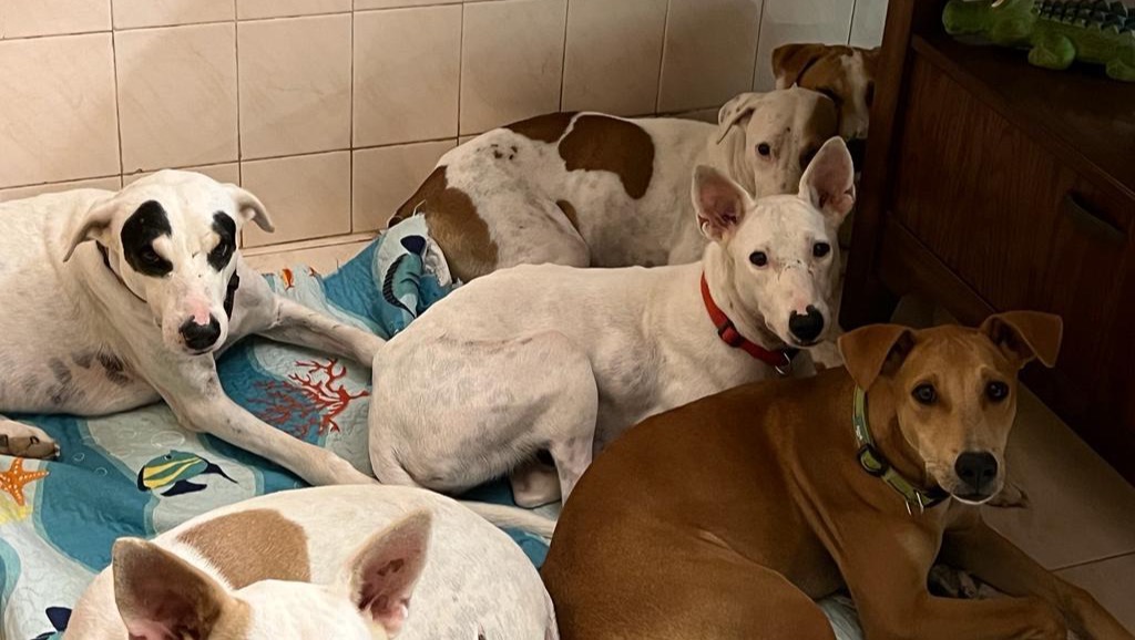 Fundraiser by Isabel Graça : Rescue street dogs from Oman