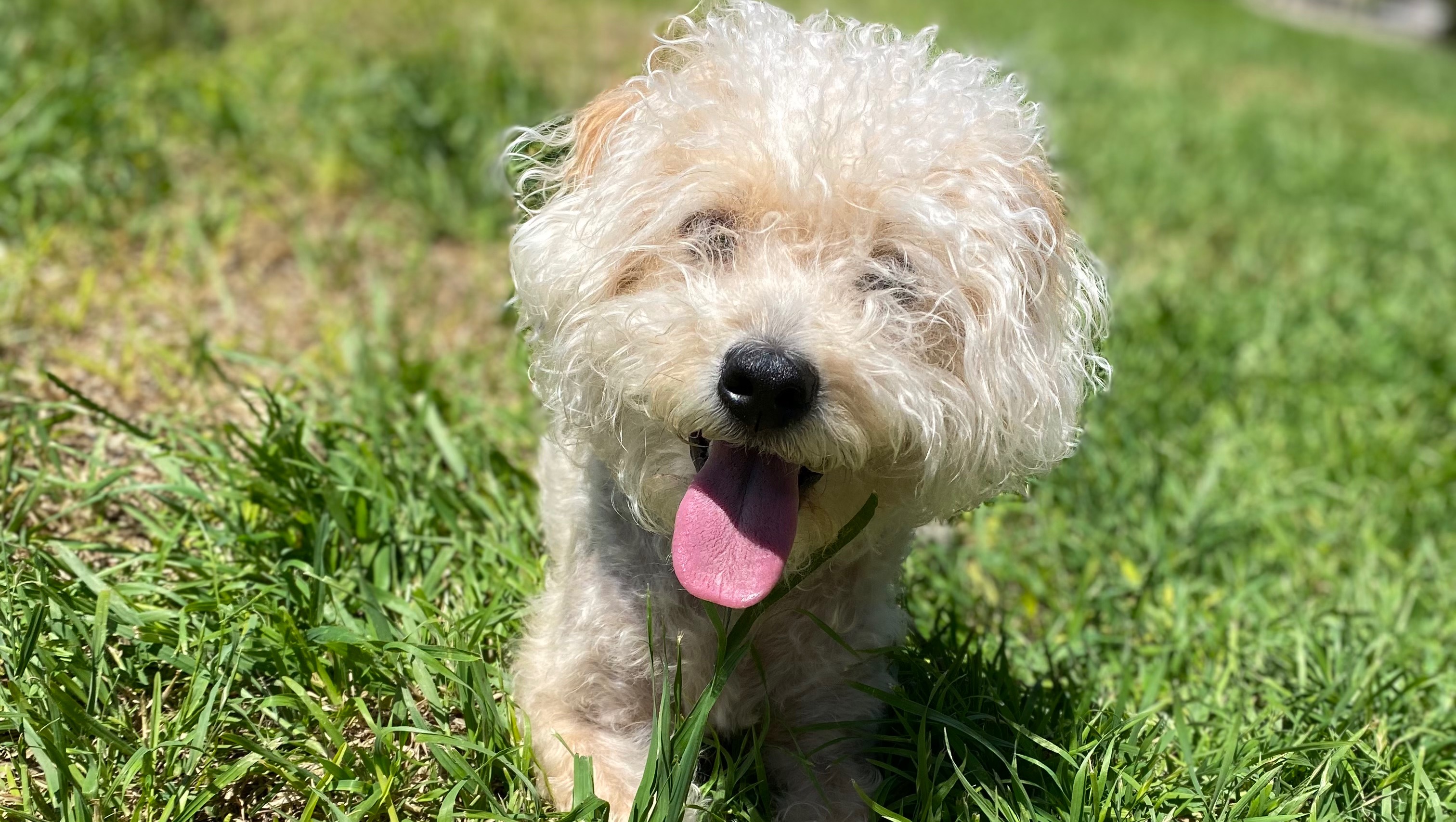 Fundraiser by Melissa Linares : Peanuts surgery