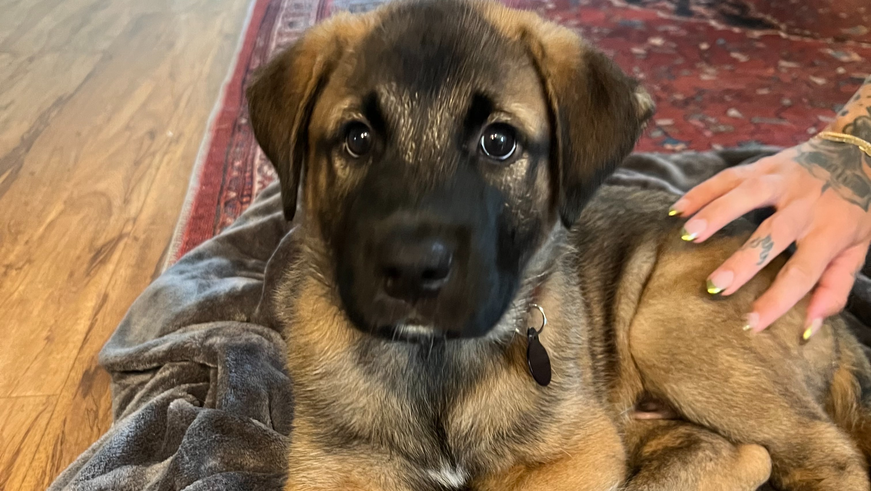 Fundraiser by Shay McGrew : Please help save our baby puppy Louie