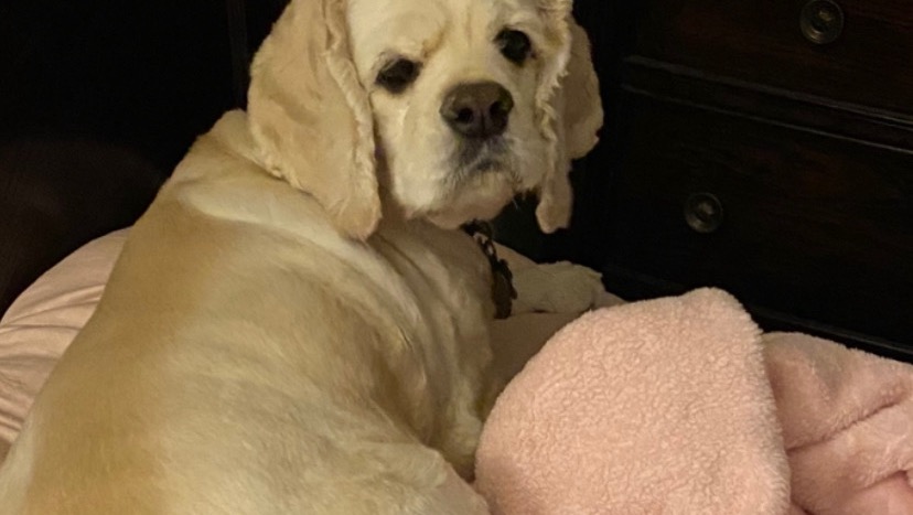 Spendenkampagne von Kathleen Colandrea: Pattys dog Sully’s surgery