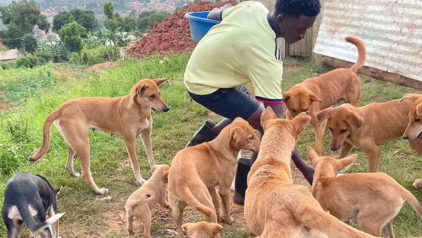 Fundraiser for Yasmine Haezaert by Nsamba Hassan : Save the dogs of Uganda