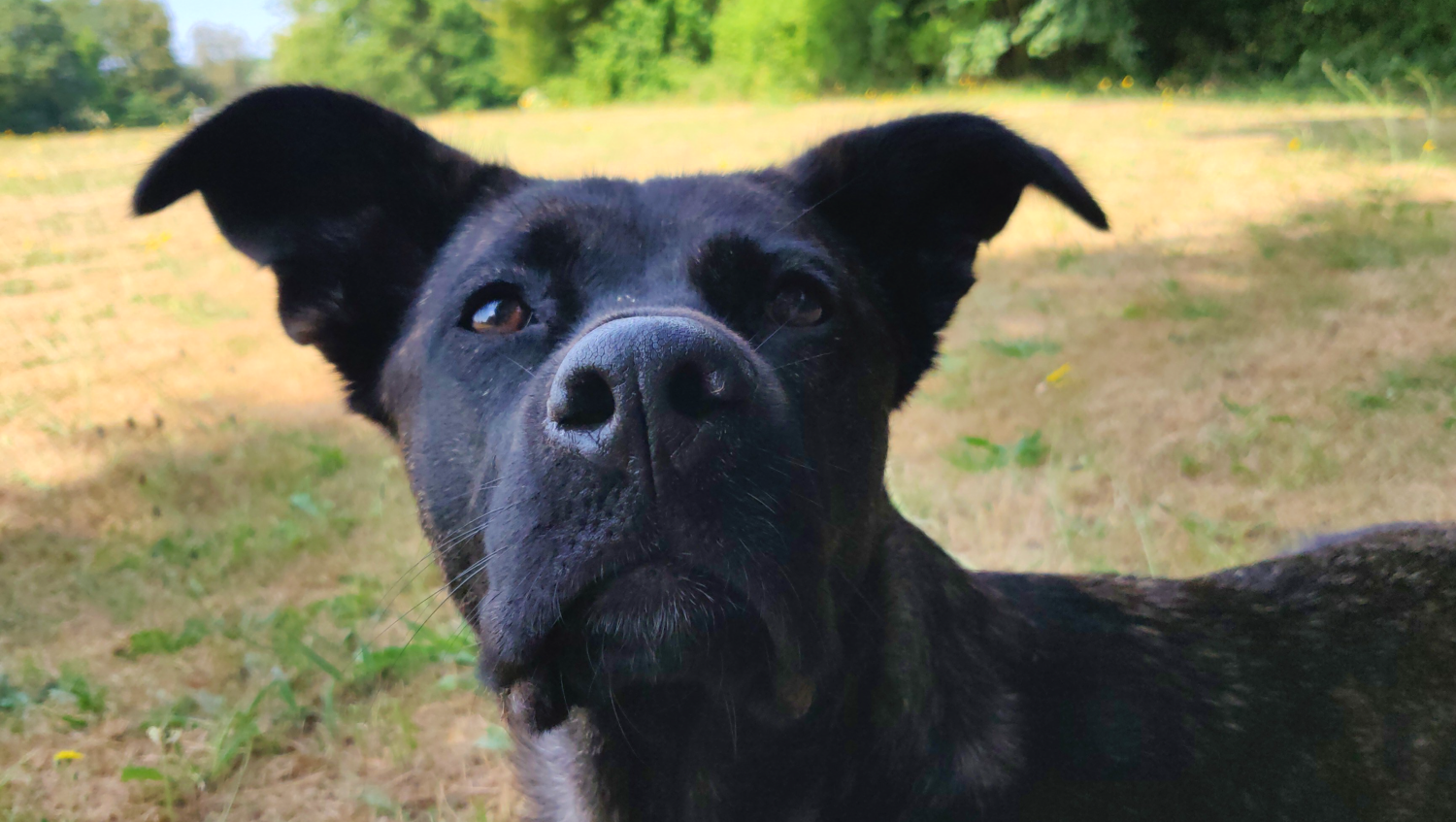 Fundraiser by Nina Julia Machon : Getting my dog her allergy pills