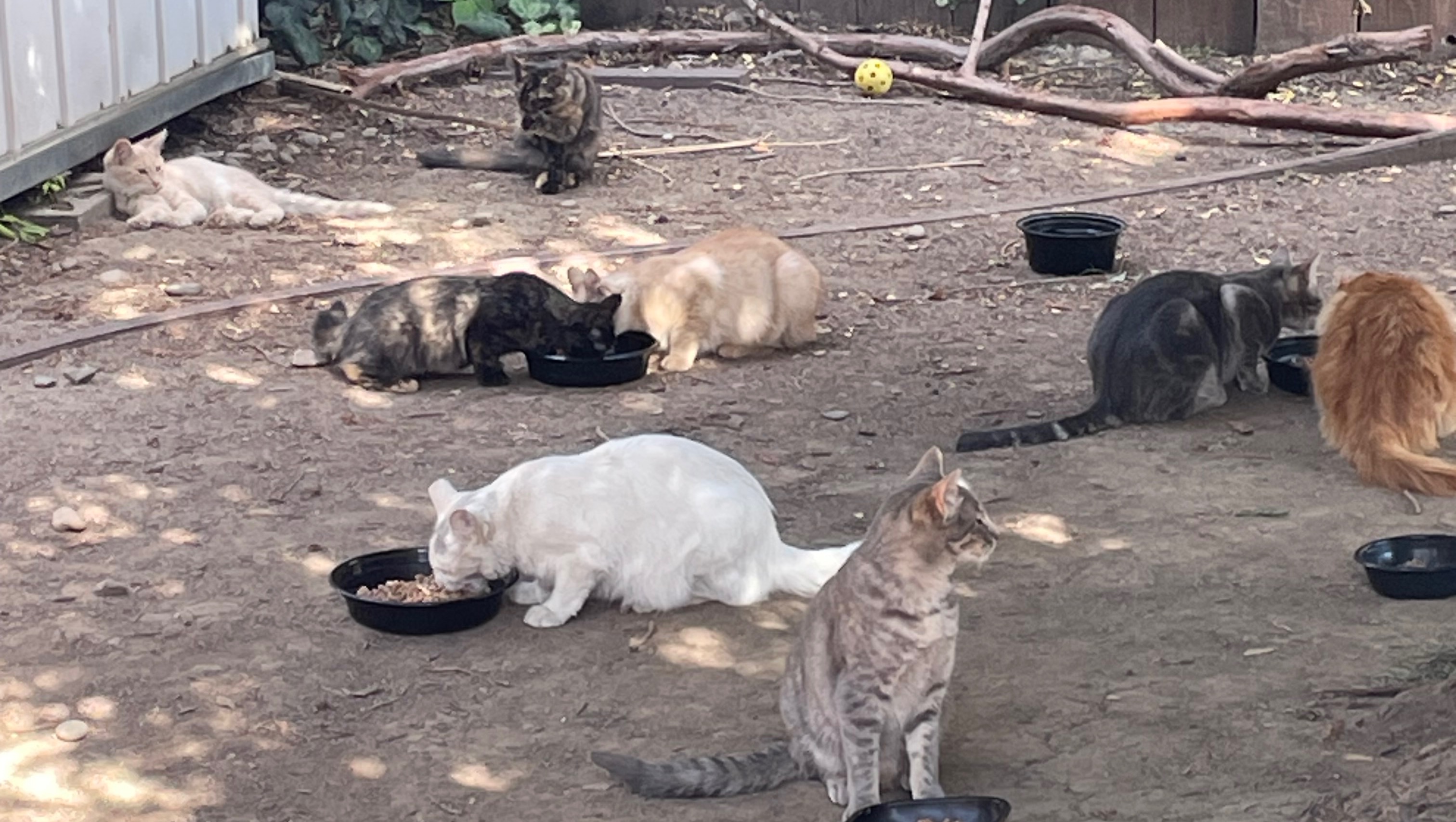 Fundraiser by Lisa Silveira : Need to Expanded our TNR housing for ferals cats