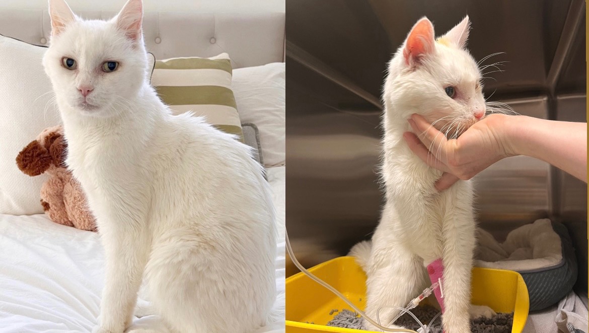 Fundraiser by Portia Kelly : Help Atticus the Catticus get emergency help