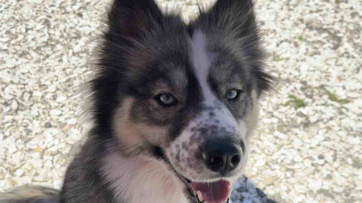 Fundraiser for Jordyn Melchionda by Mary Berio : Help keep Nala healthy