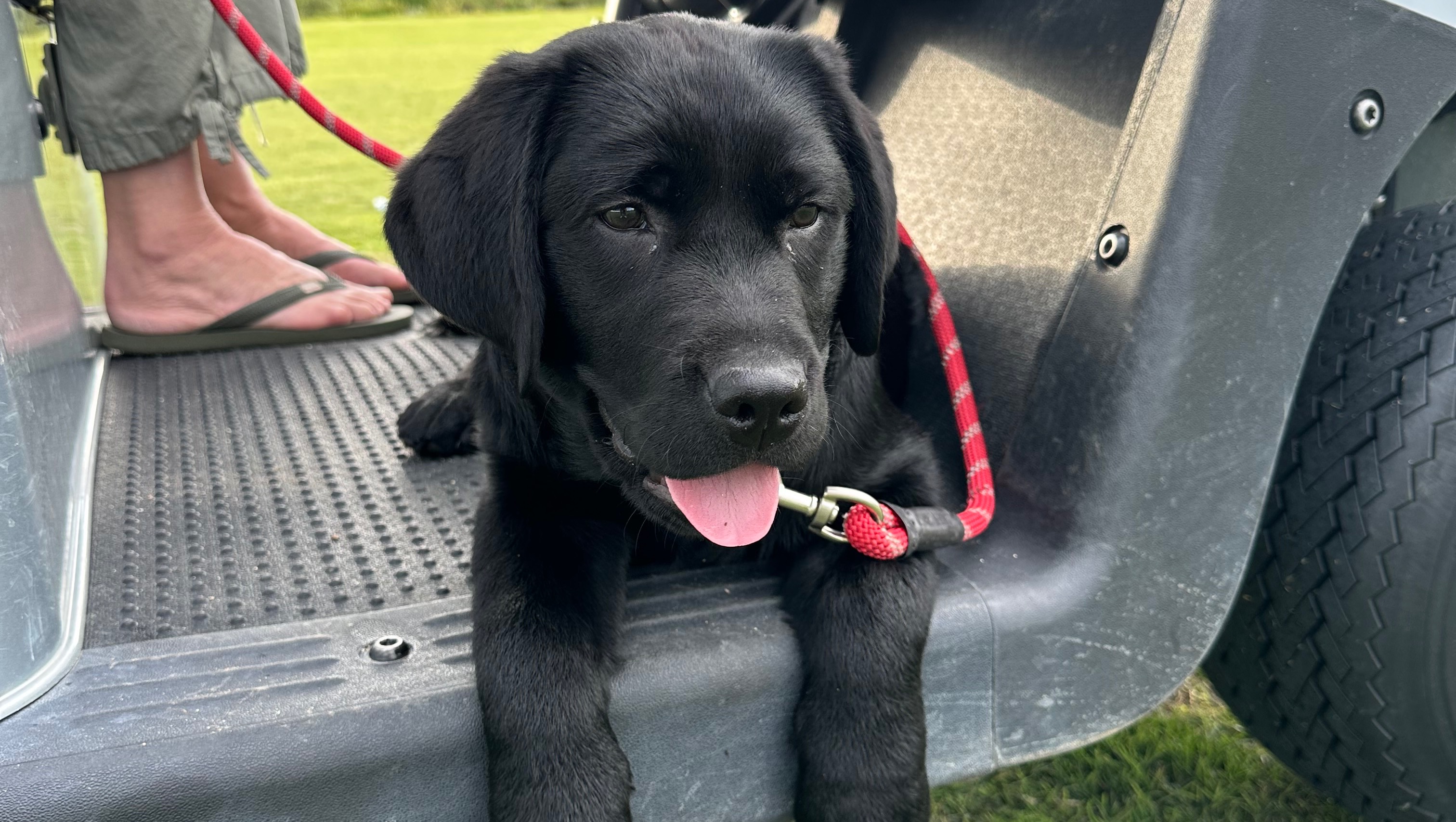 Fundraiser for Susan Mahalak by Morgan Mahalak : Help with Finley’s ...