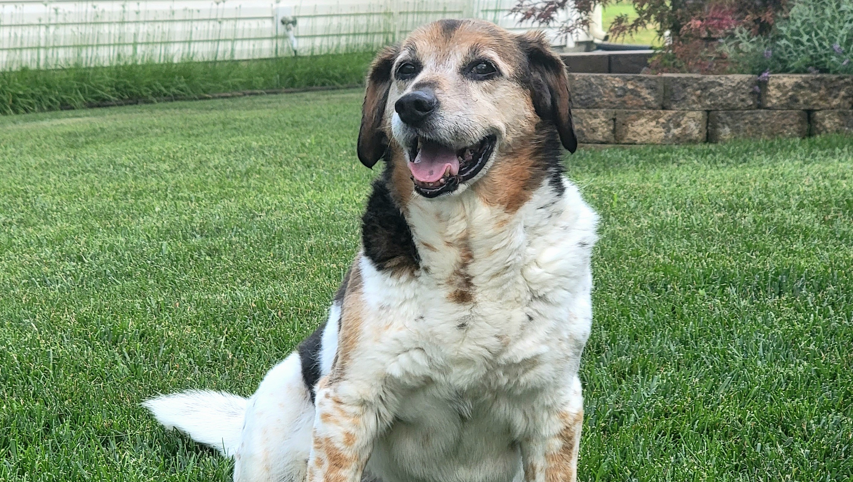Fundraiser by Victoria Bernard : Milo's Surgery