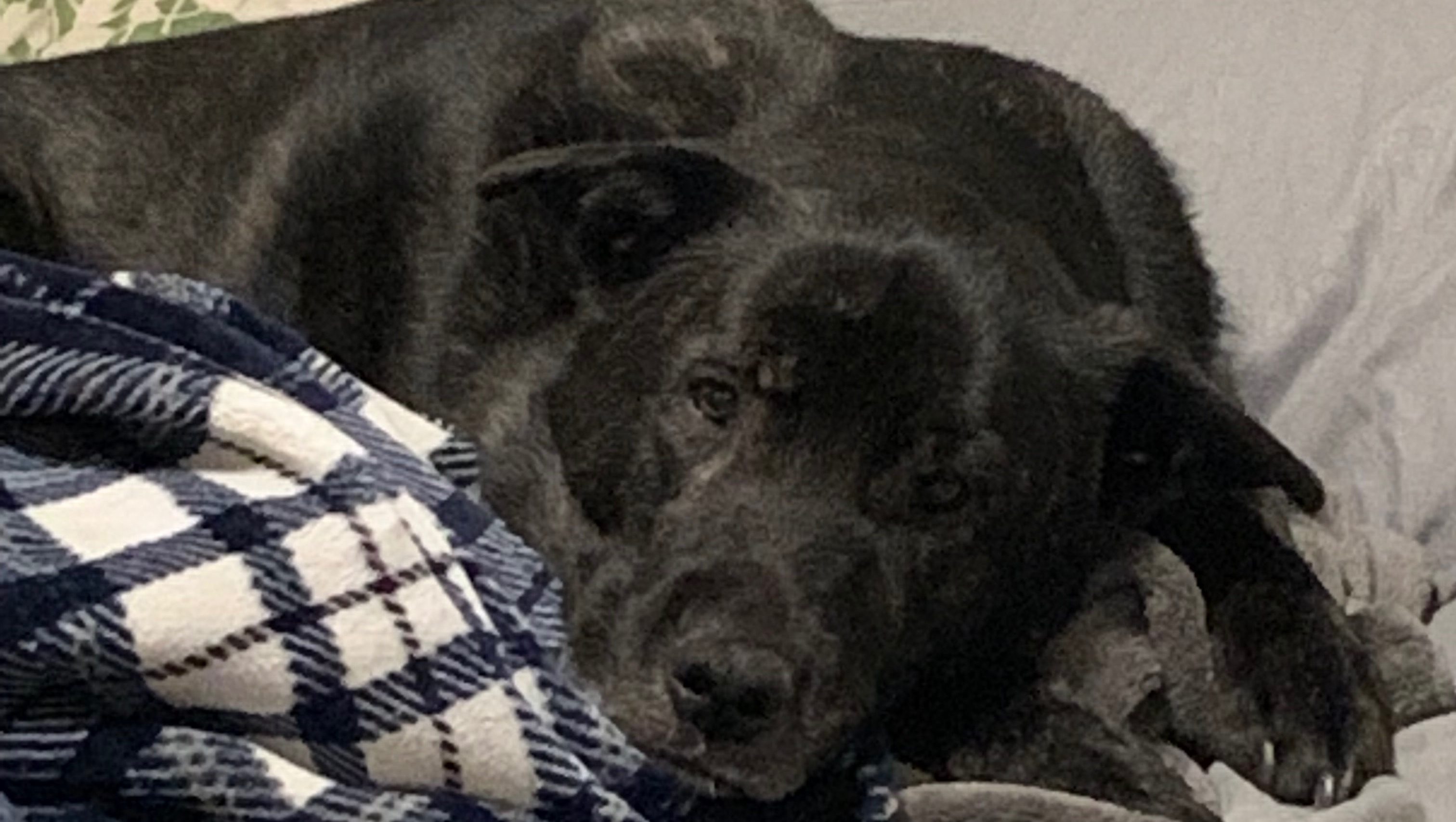 Fundraiser by Danielle Yoder : Medical Care for Rengar