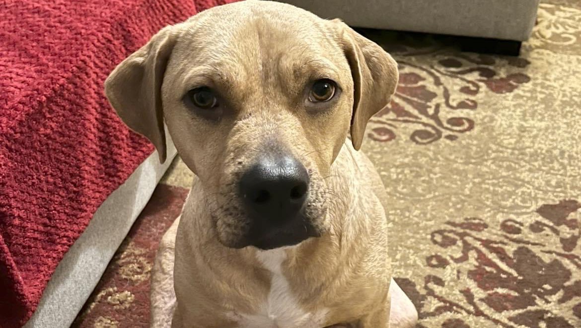 Fundraiser by Jennifer Cundiff : Help Little Leo’s Legs!!