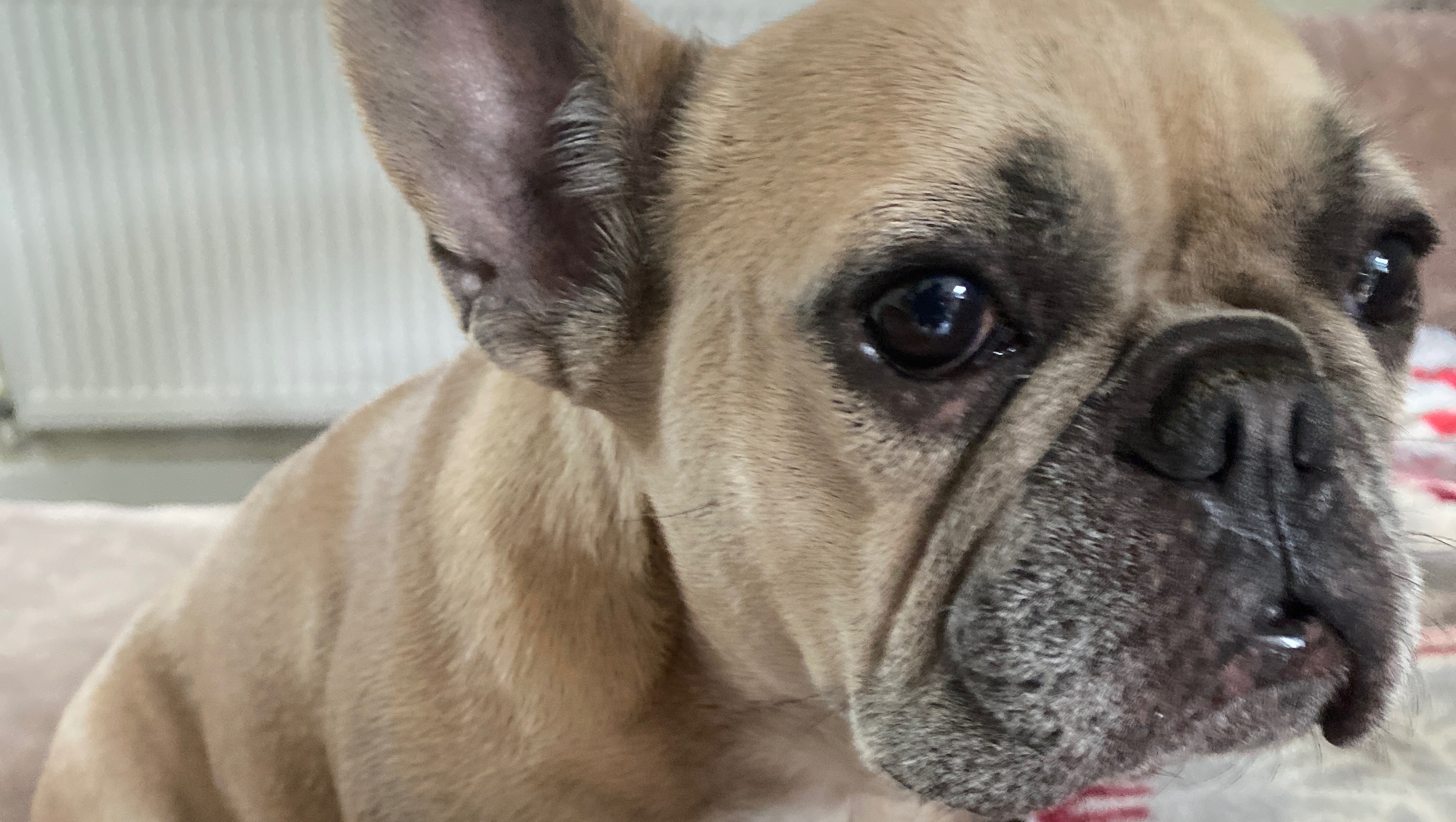 Fundraiser for Andrew Martin by James Howarth : Help Andy, Lori and dogs