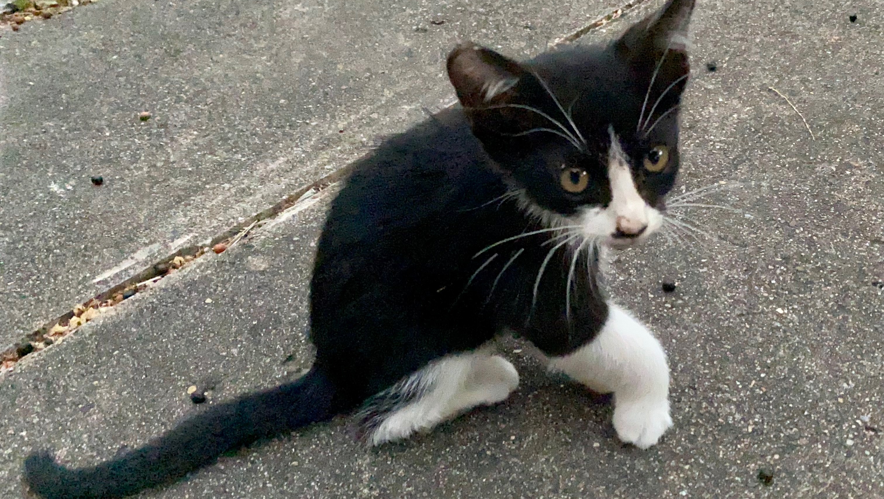 Fundraiser by Les Clements : Feed, Spay, neuter & vaccinate stray cats ...