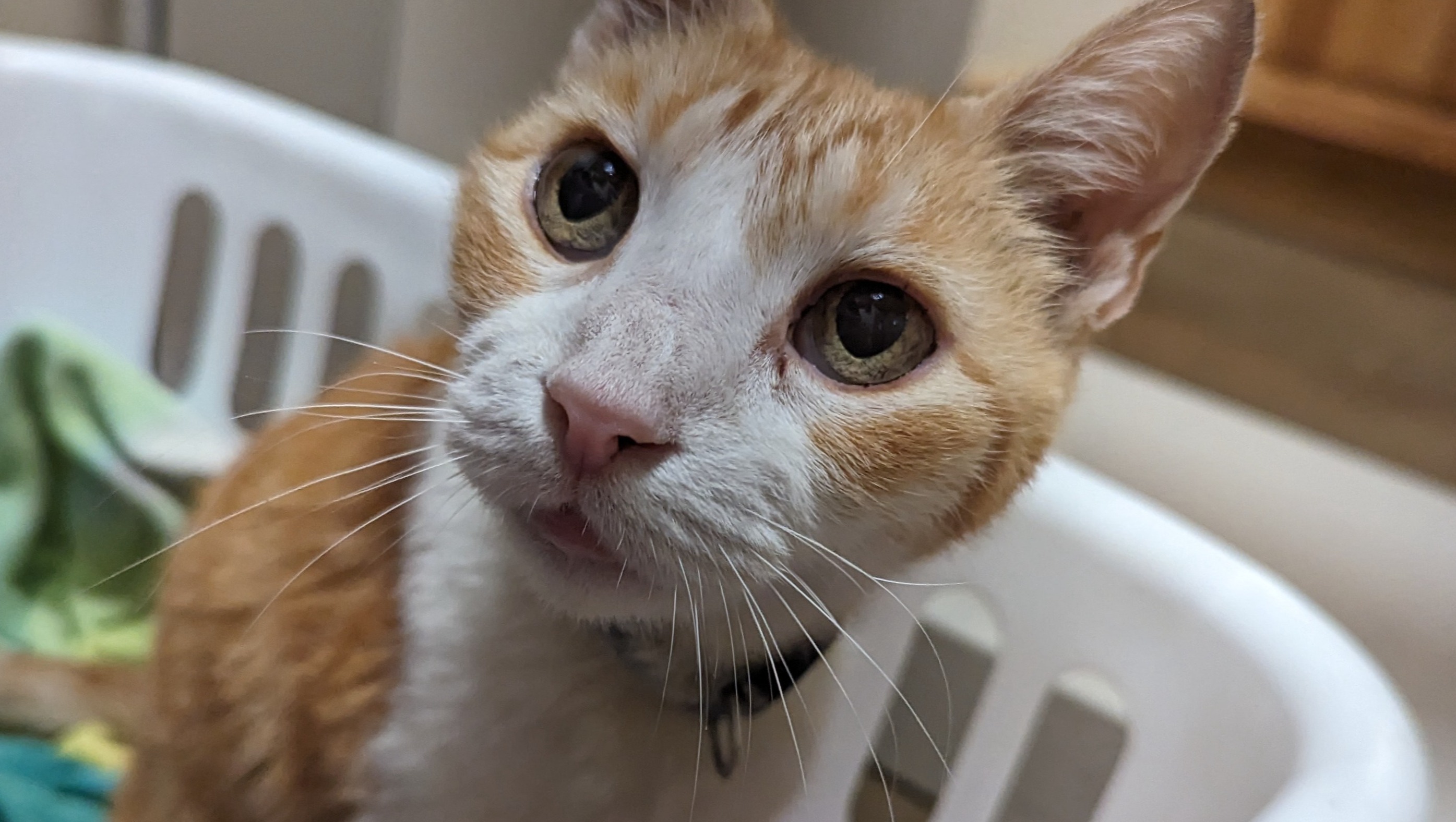 Fundraiser by Taylor Calfee : Kale Cat Recovery Fund