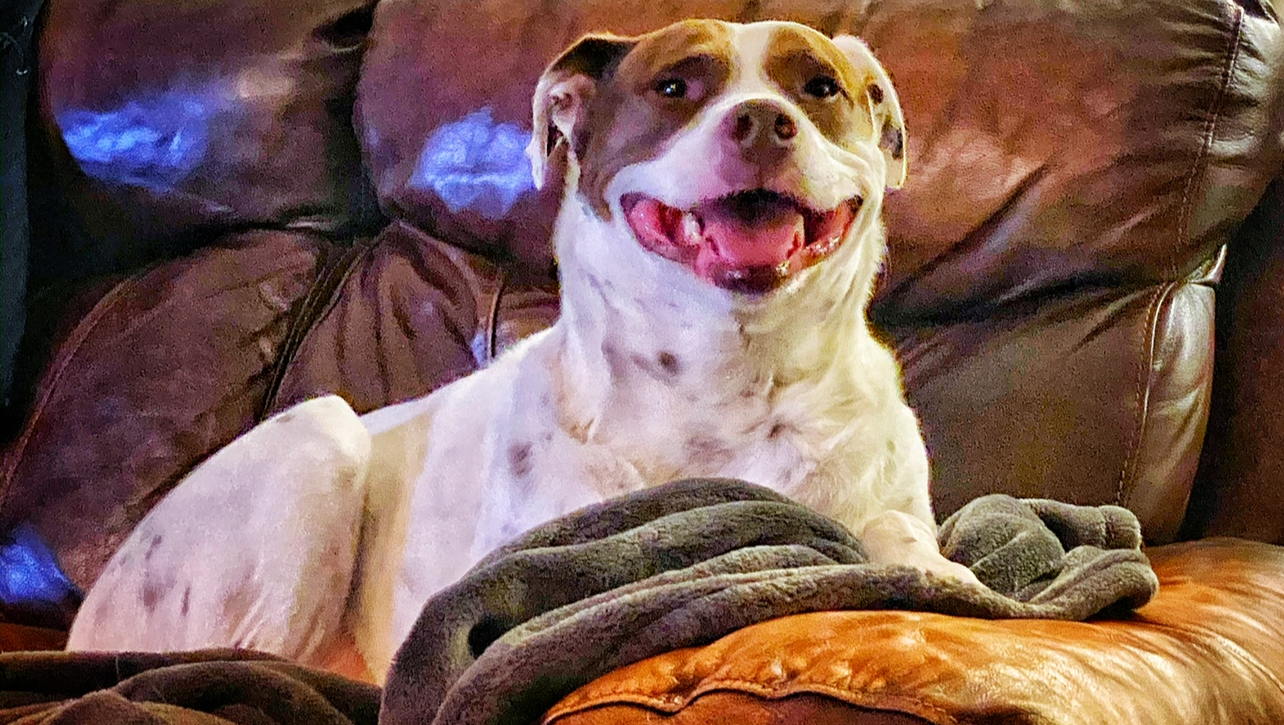 Fundraiser for Brian Baugus by Susanne Truver : Eleanor Needs New Legs!