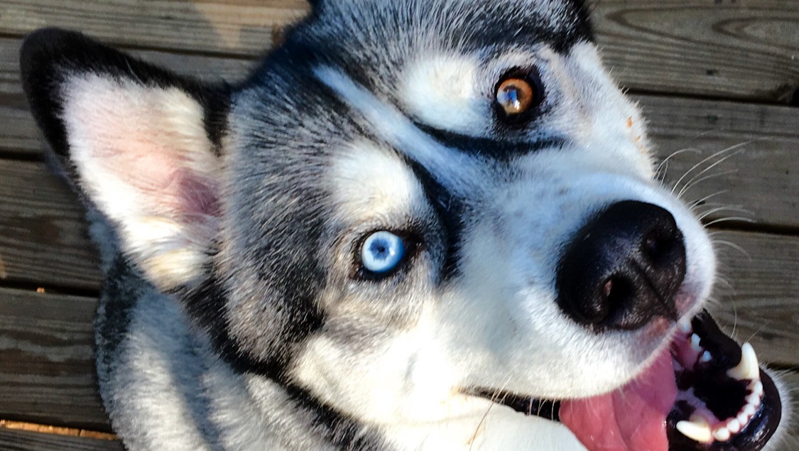 Fundraiser for Rucker Coley by Quinton Coley : Jethro the Husky Cancer Fund