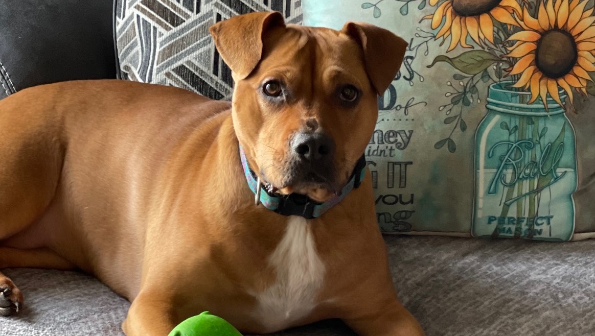 Fundraiser by Krista Braun : Please help Willow