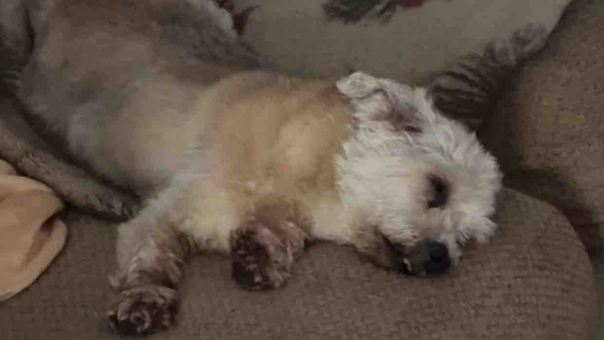 Fundraiser by Michael C : Tracheal Collapse Stent Surgery