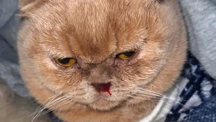 Fundraiser for Angelina Sy Go by Gavin Go : Help save the life of Chilli the cat