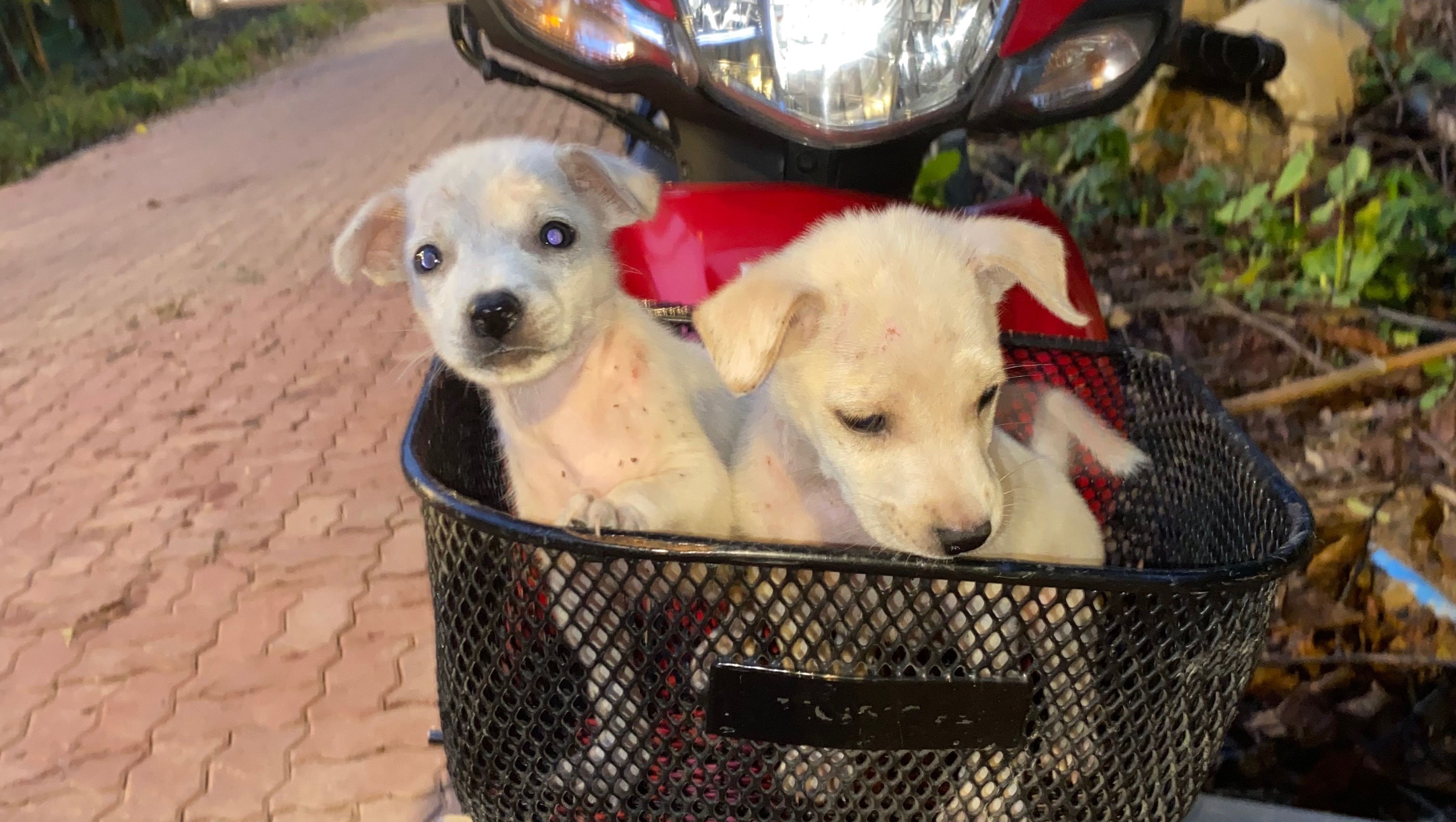 Fundraiser by Megan Farrell : Help save the dogs on Koh Mook, Thailand