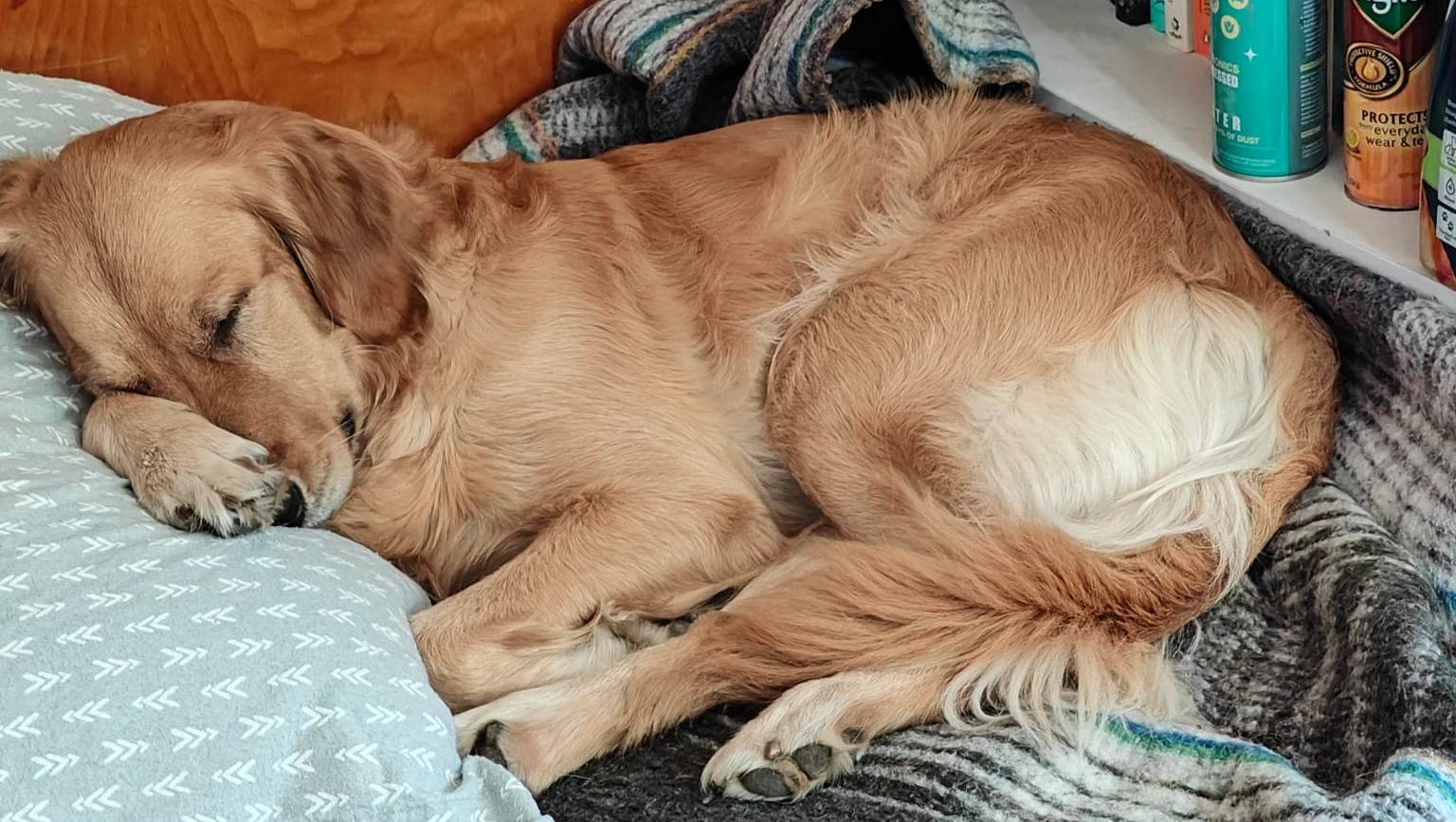 Fundraiser by Luis Martinetti : Amber's hospital bill