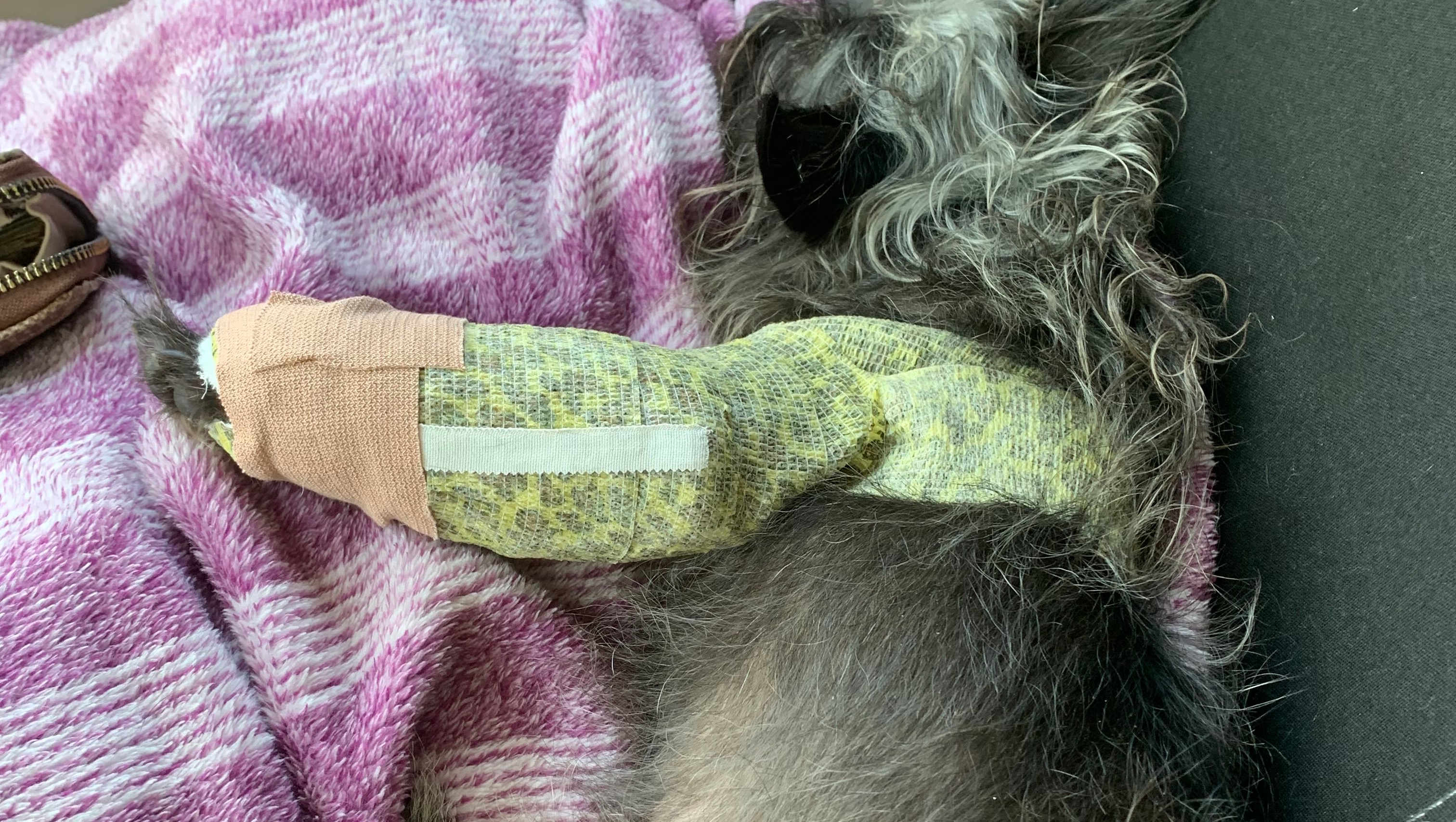 Fundraiser for Holly Stipek by Holly Gauntt : Dog shot & needs surgery
