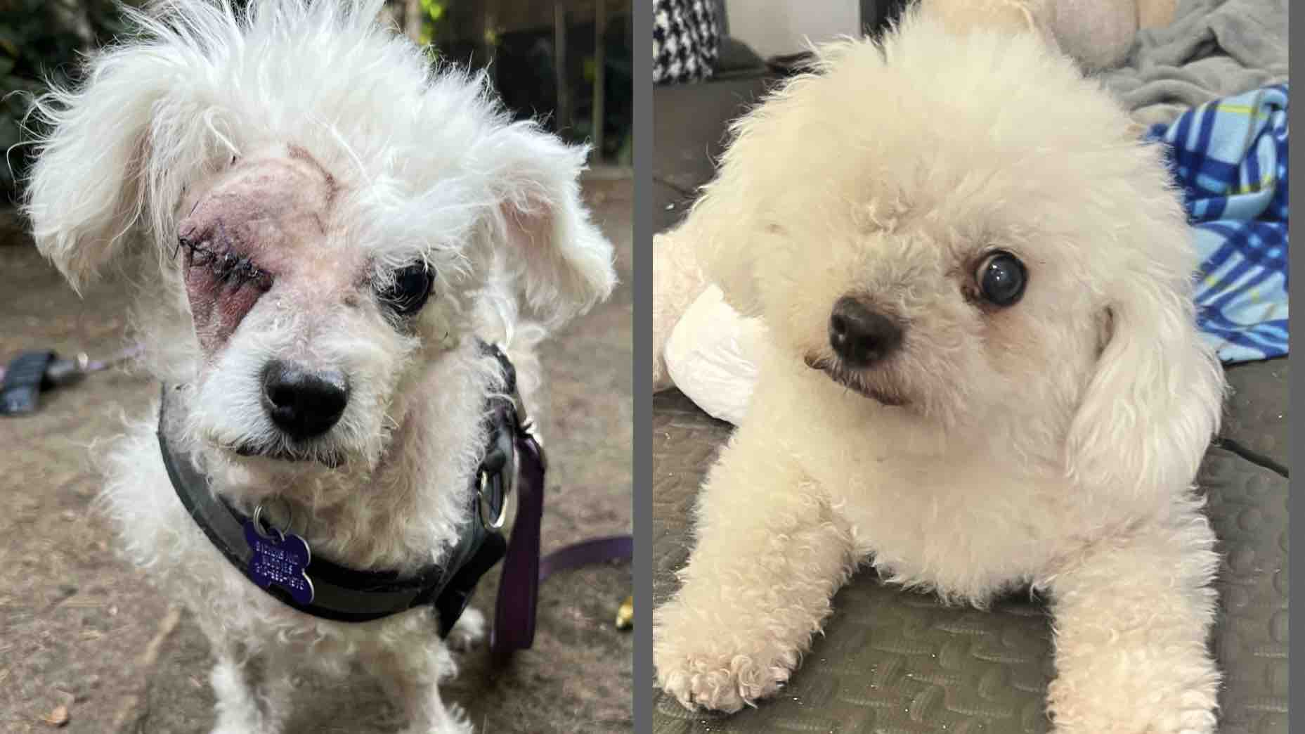Fundraiser by Kelli Ellen : Hospice and Special Needs Dogs Need Help