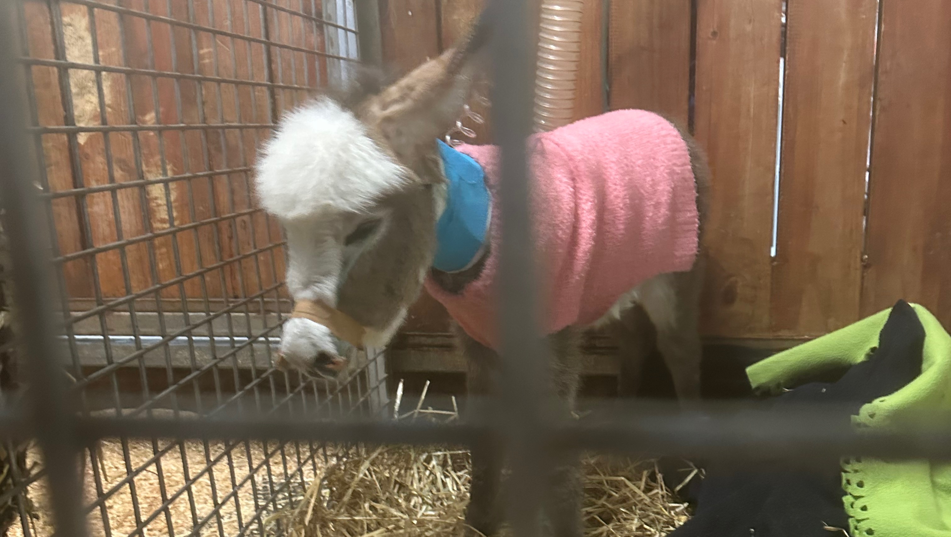 Fundraiser by Linda Jay : Baby Donkey Emergency Care