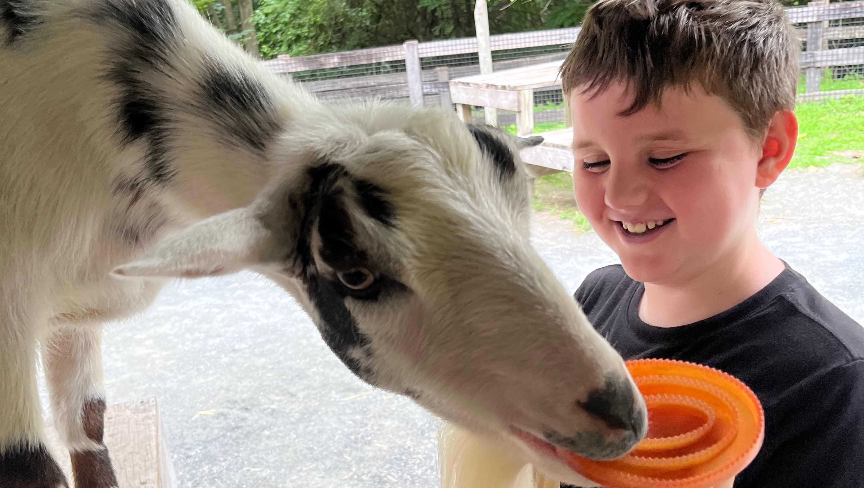 Fundraiser by Maren Bohan : Noah’s Battle Against Batten