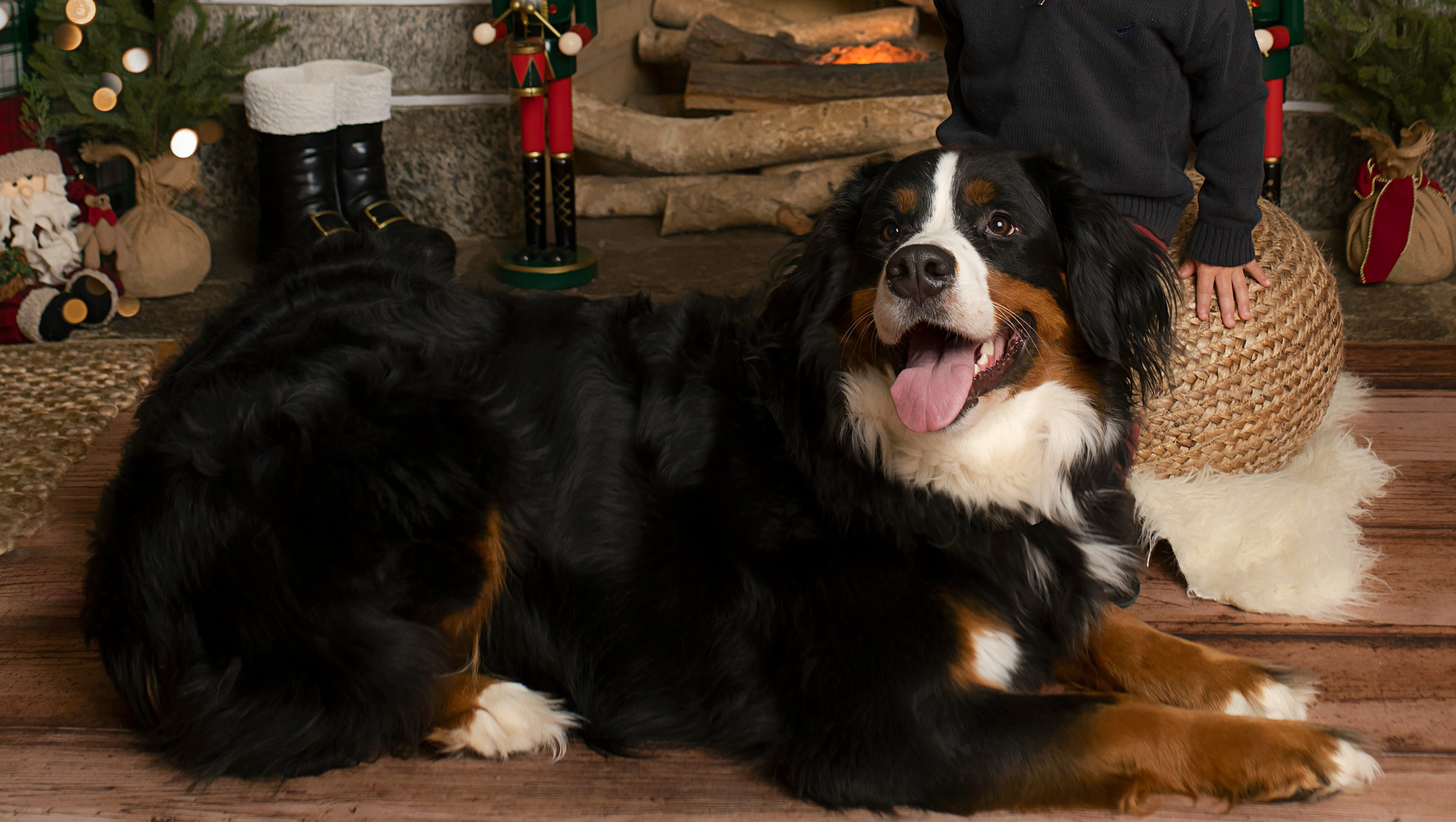 Fundraiser by Morgan Bannon : Help with Beans Surgery