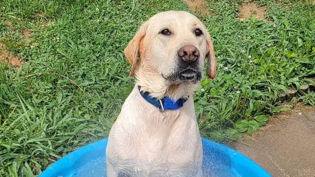 Fundraiser by Mitch McGrath : MoCo Mutts Rescue Center