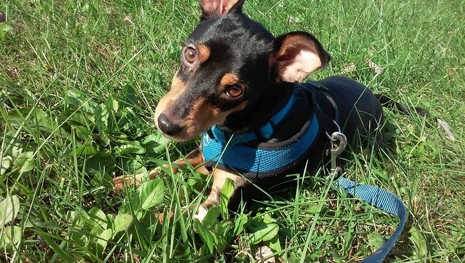 Fundraiser by Emilee Newberry : Diesel's Dental