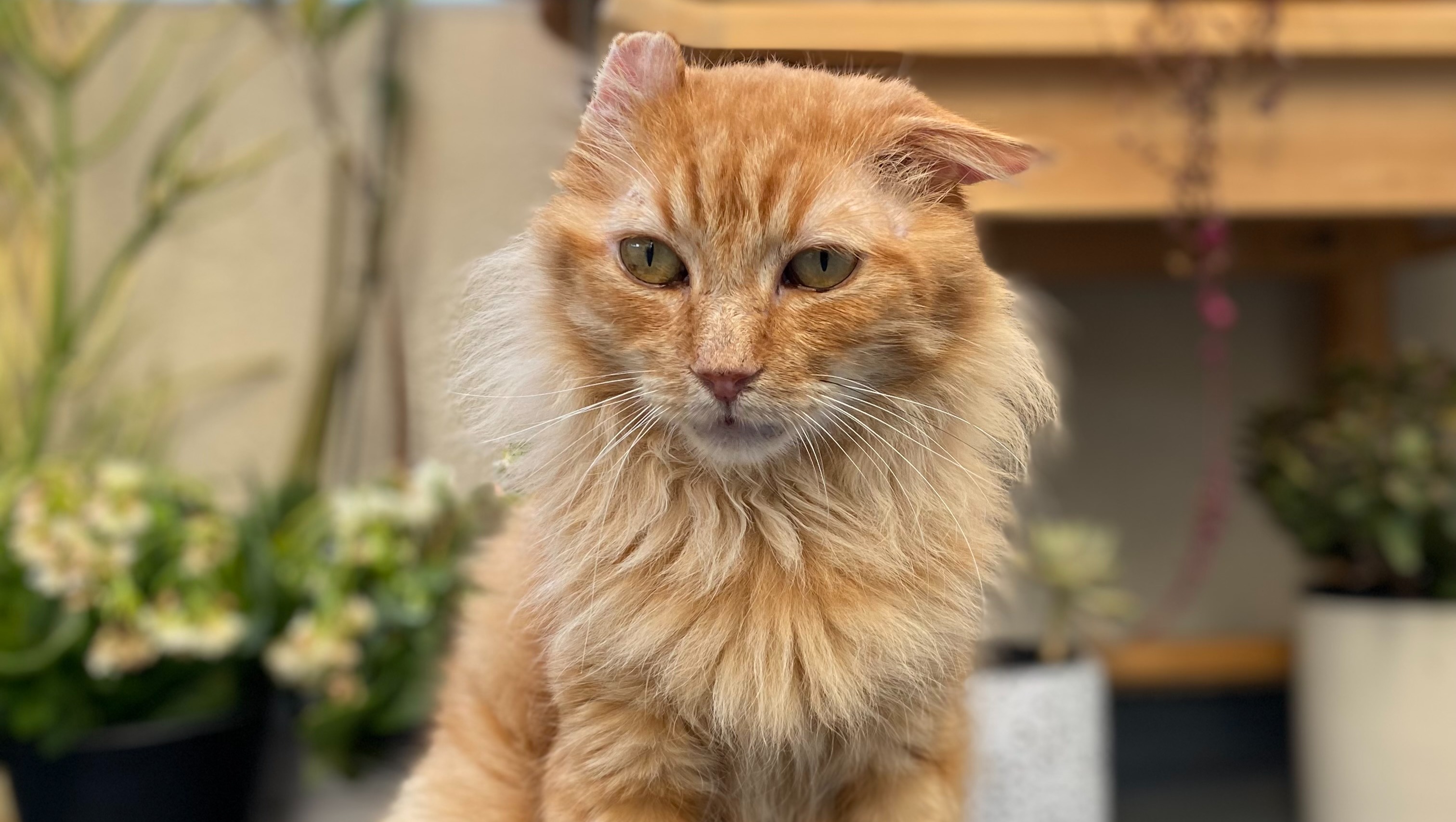 Fundraiser by Kassandra Mar : Help Garfield get treatment for FIV ...