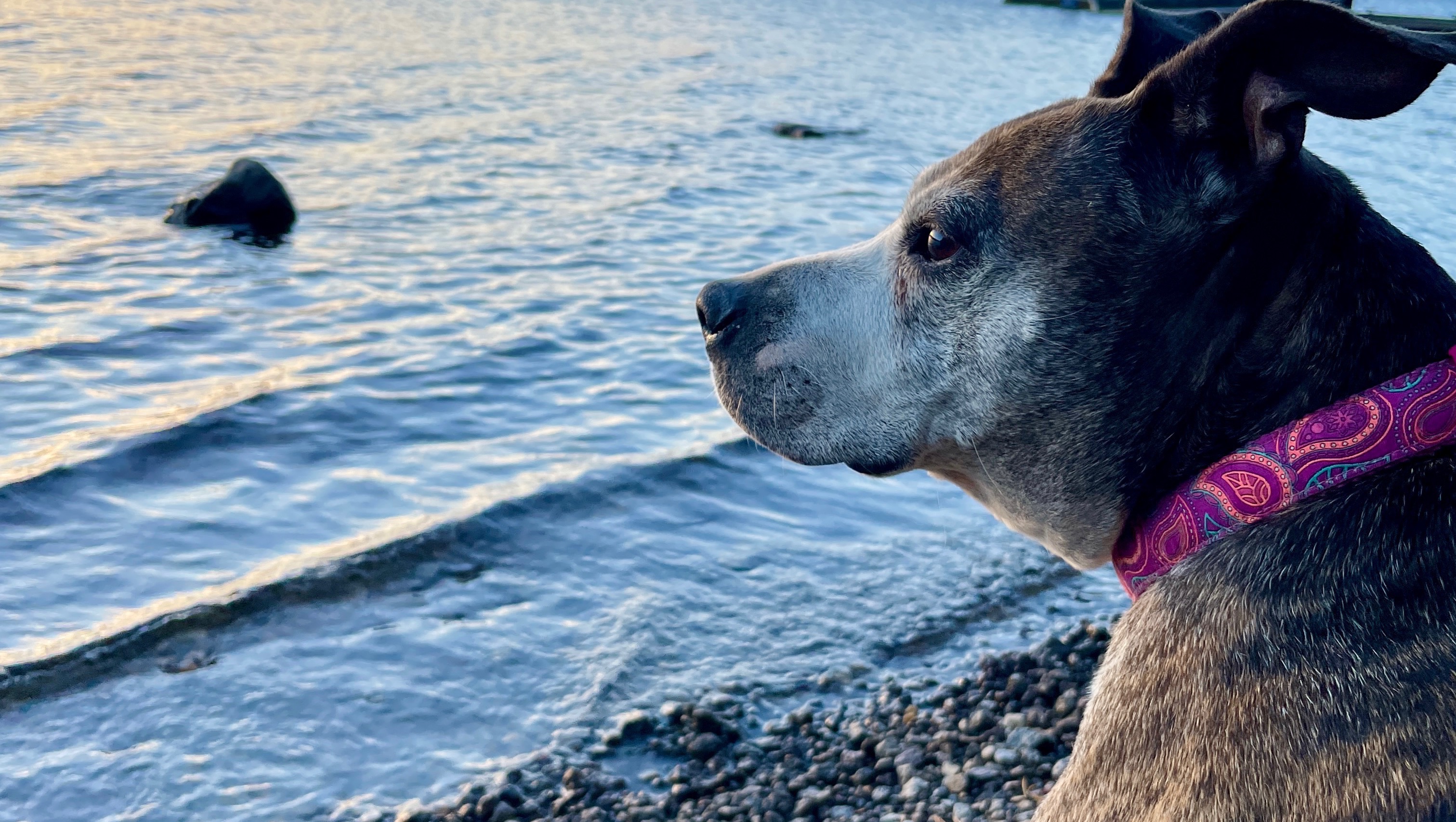 Fundraiser by Rachel Plunkett : Maya’s Fight Against Cancer