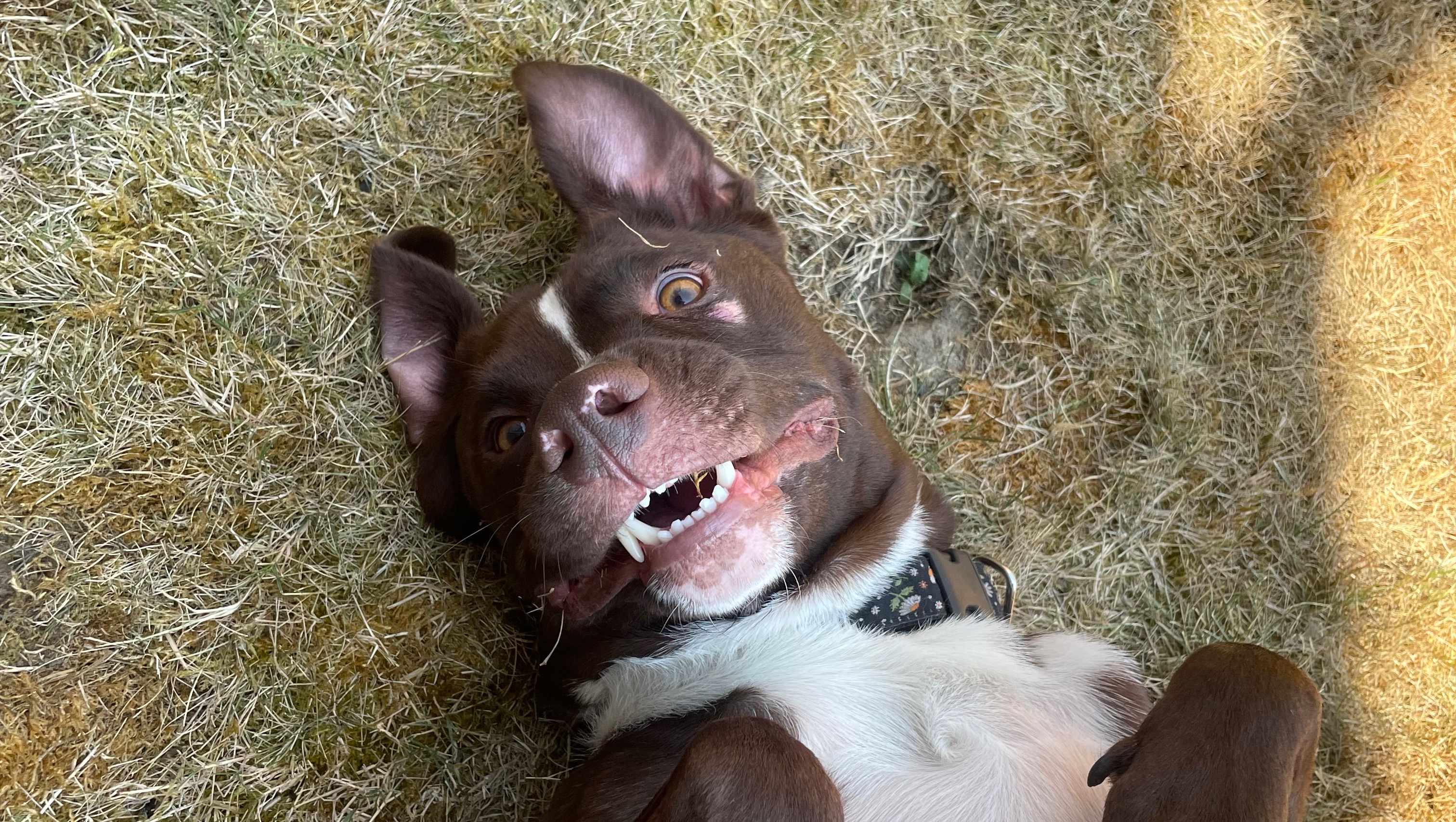 Fundraiser for Rafael lima by Jason Woolwine : Digs - Veteran Military ...