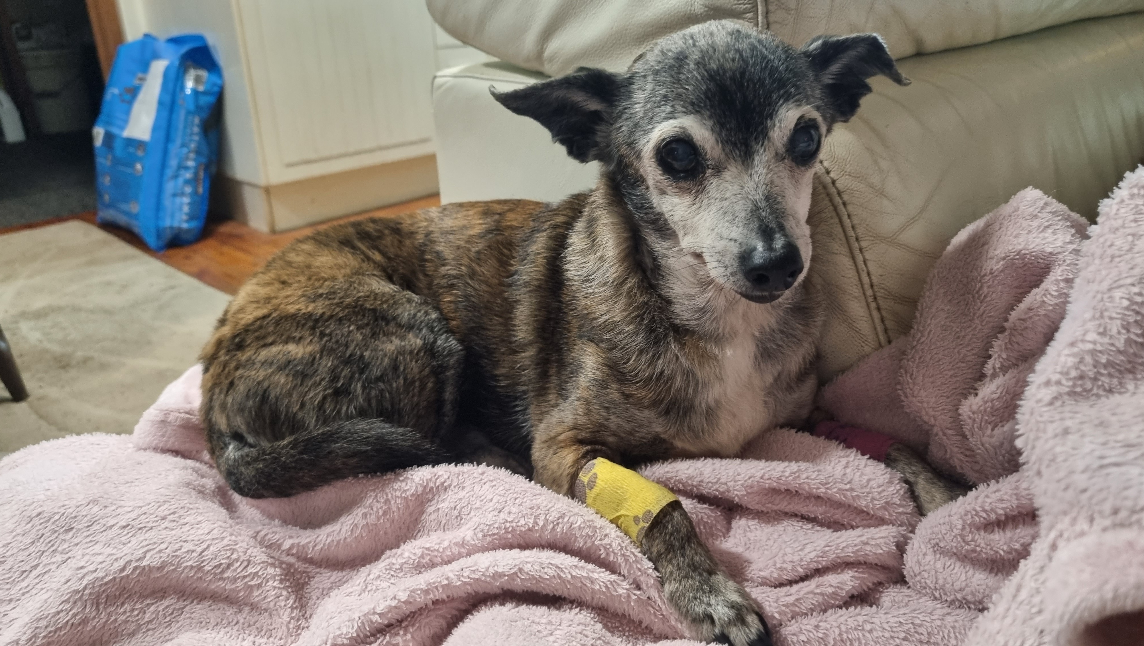 Fundraiser by Bianca Franco : Zesty's teeth repair and ticket home