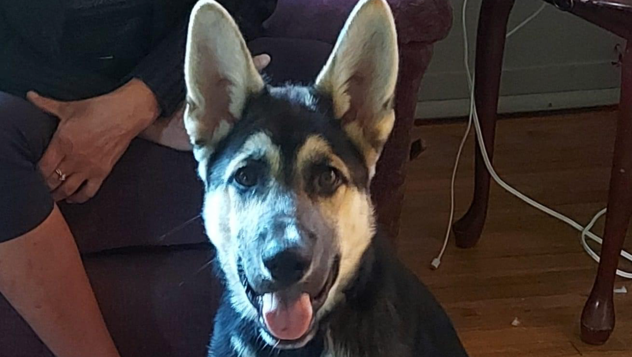 Fundraiser by Sarah Groh : Help Echo Beat Parvo!!