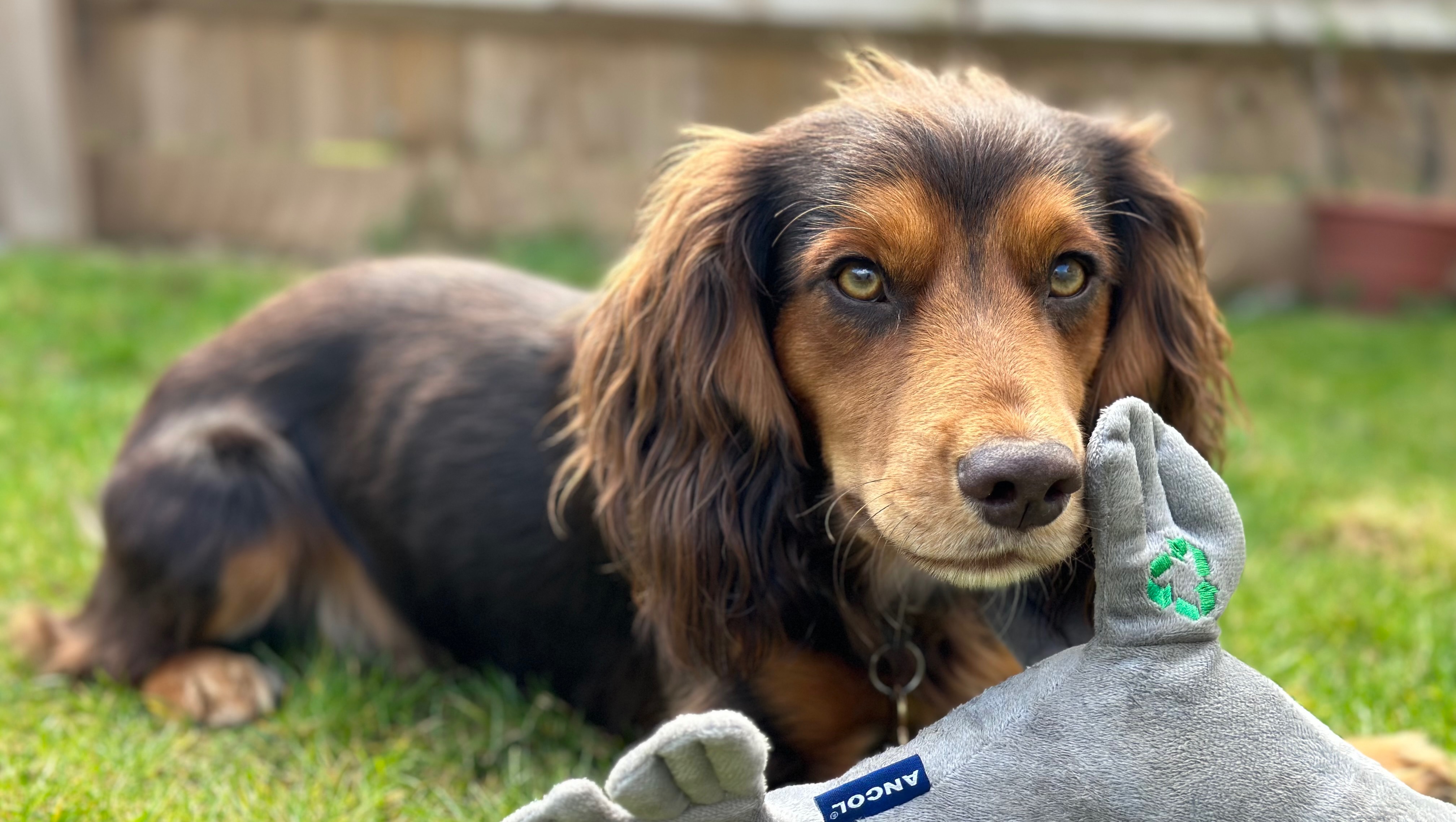 Fundraiser by Ellie Donaldson : Kilimanjaro Climb in Loki’s Memory