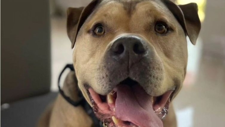 Fundraiser by Katie Rooks : Teddy's surgery