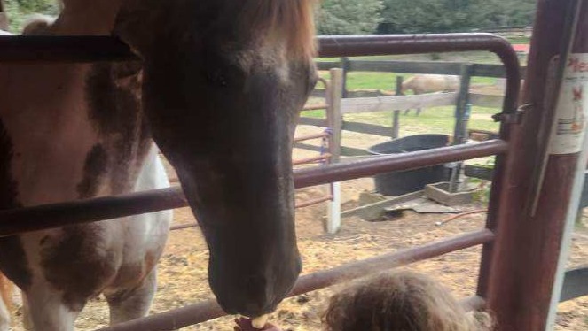 Fundraiser by Julie Raley : Rescue Horses From Slaughter in honor of Sam