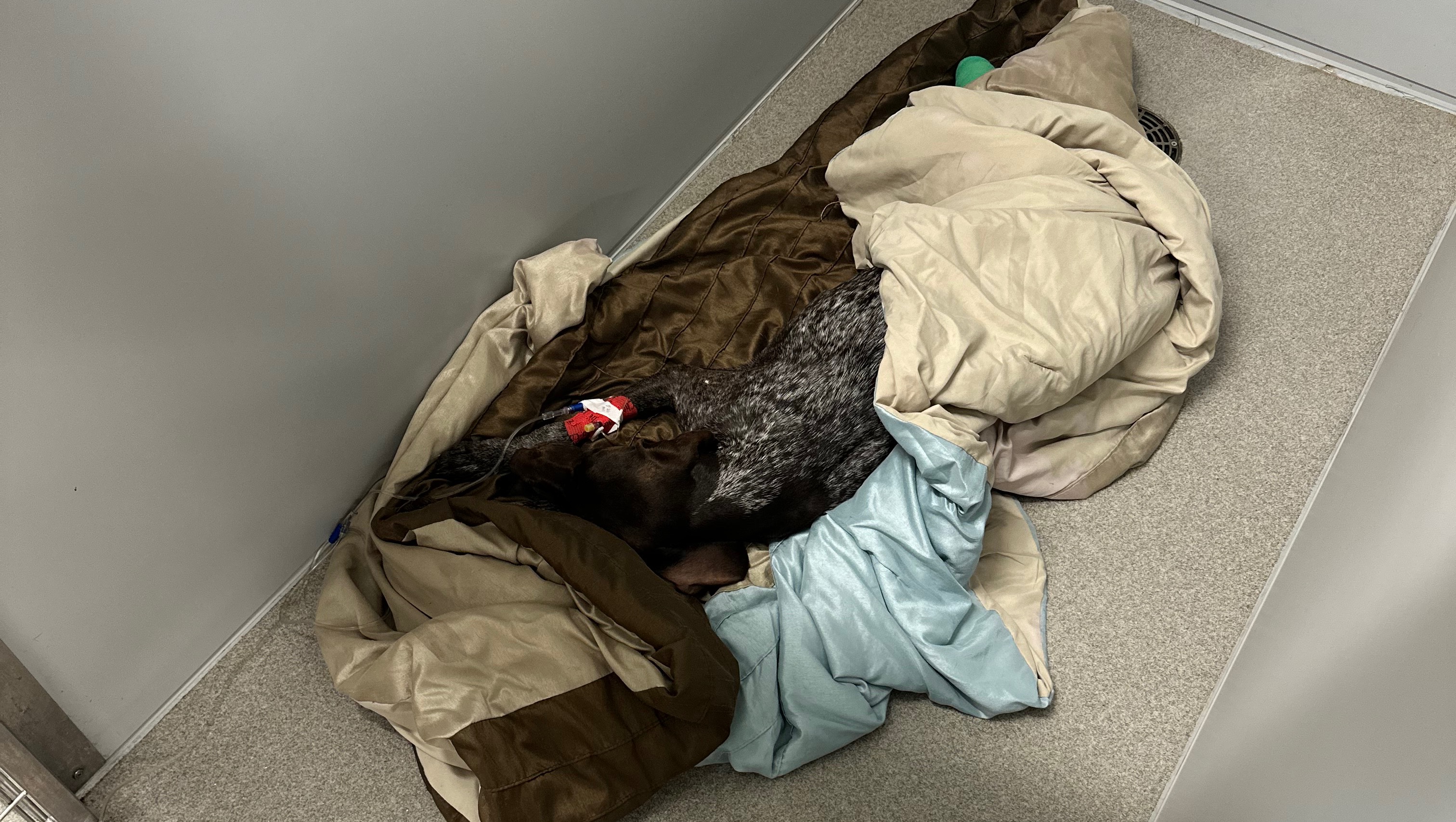 Fundraiser for Clay Gillespie by Lisa Cantu : Alexa's Super-dog Paigey ...