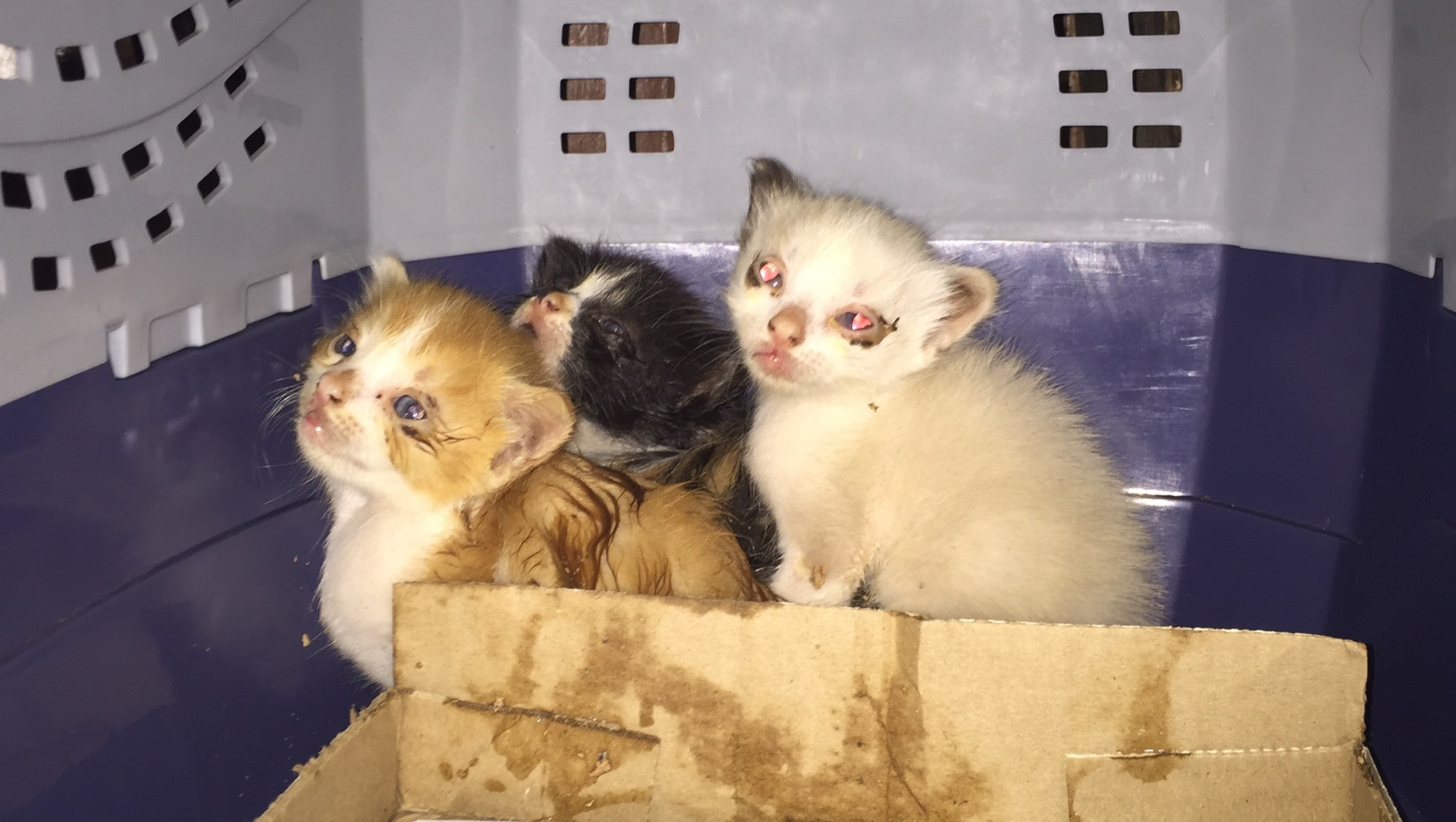Fundraiser by SaveMauiCats.org - Donna Willinsky : MAUI FIRES-ANIMAL ...