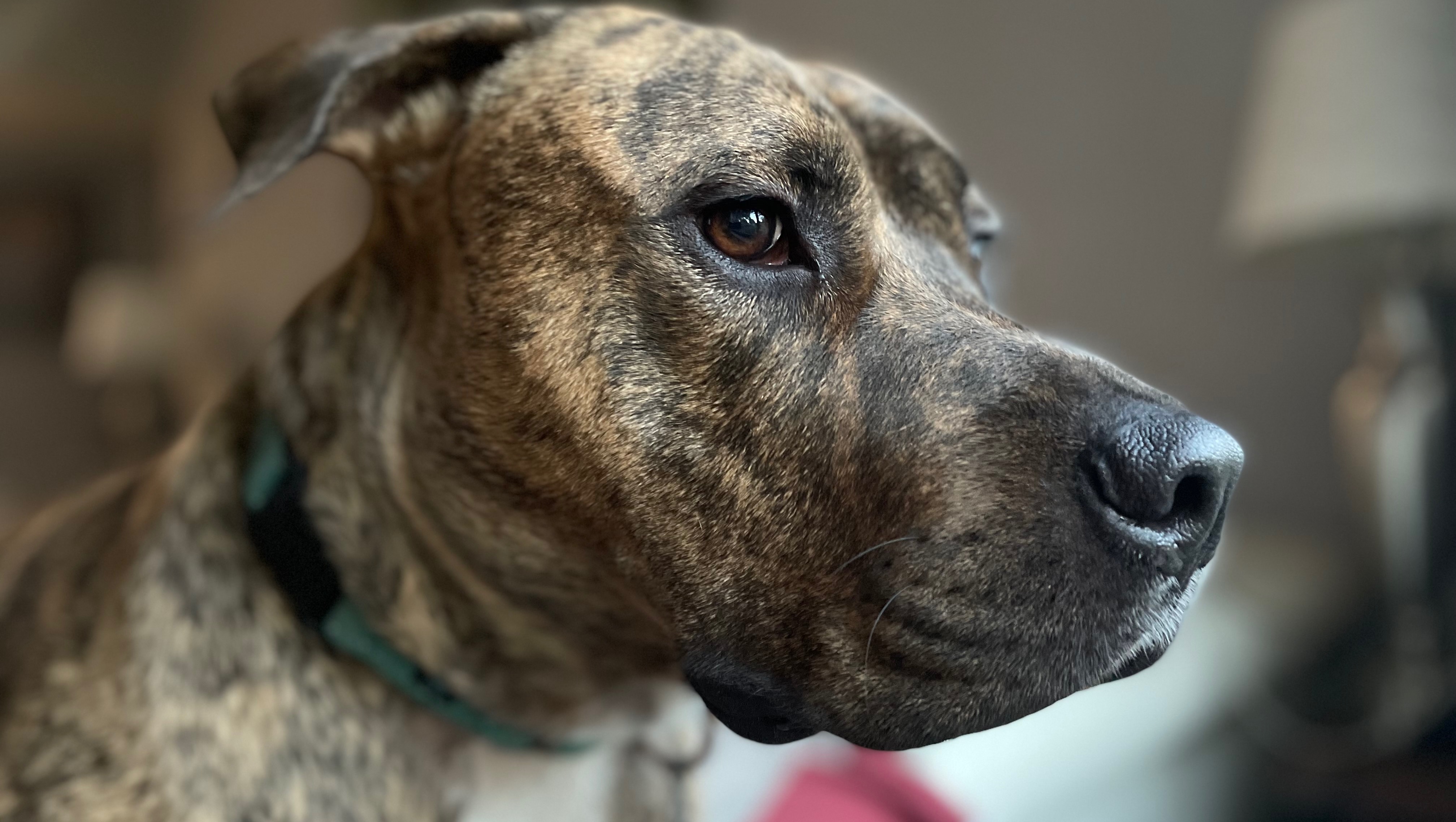 Fundraiser by Gregory Valenti : RJ a 4 year old rescue who has Cancer.