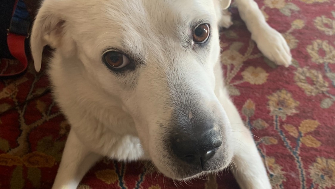 Fundraiser by Hannie Lyles : Help With Snoopy's Surgery