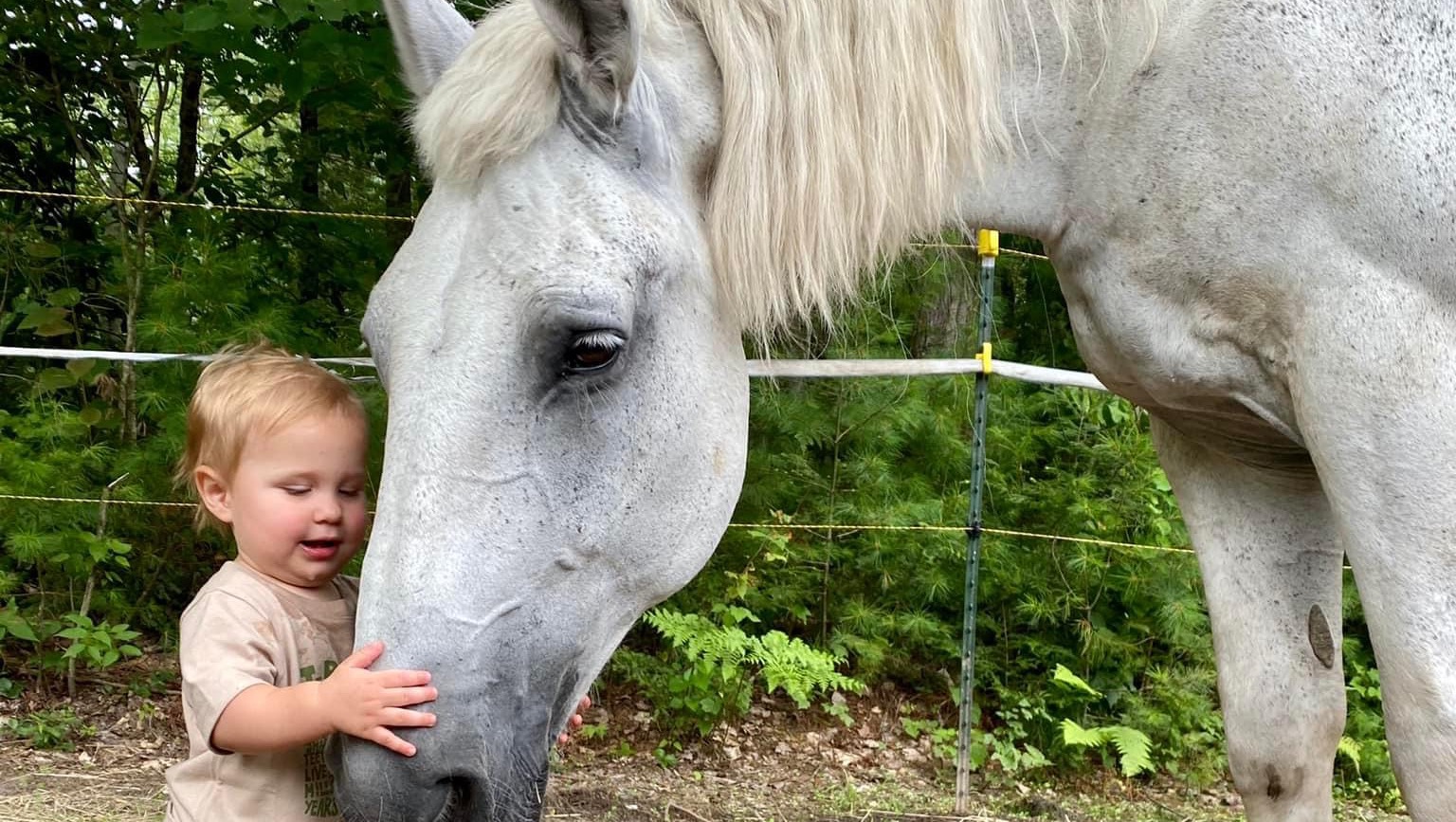 Fundraiser by Kat Ricci : Phantom the horse