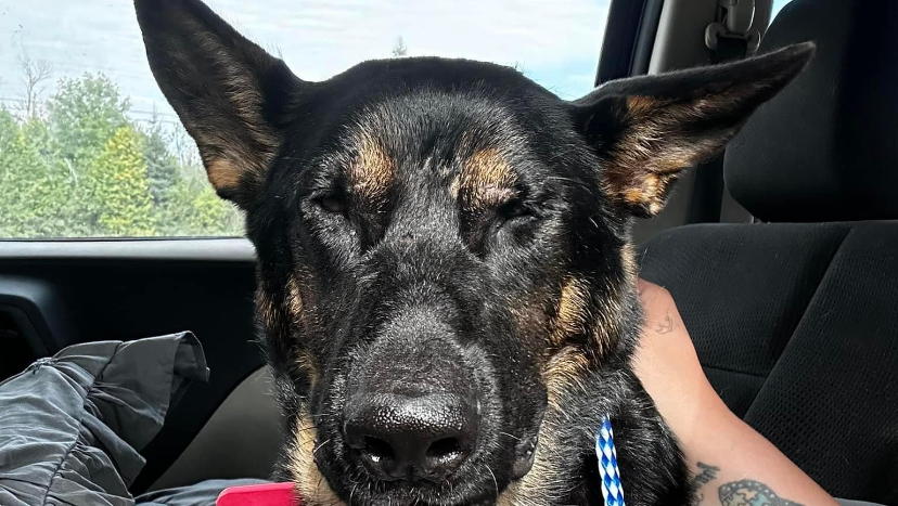 Fundraiser for Amanda Muise by Brittany Dow : Charley’s Vet Bills
