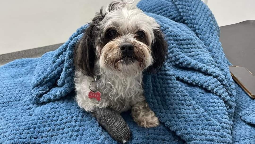 Fundraiser by Amanda Arbib : Help Save Charles..