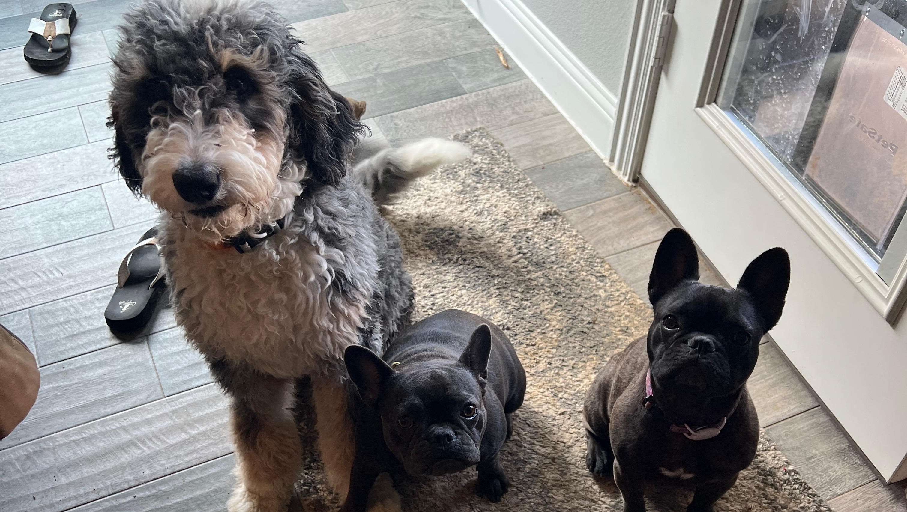 Fundraiser by Angel Baer : Our Frenchies got overheated and one died.