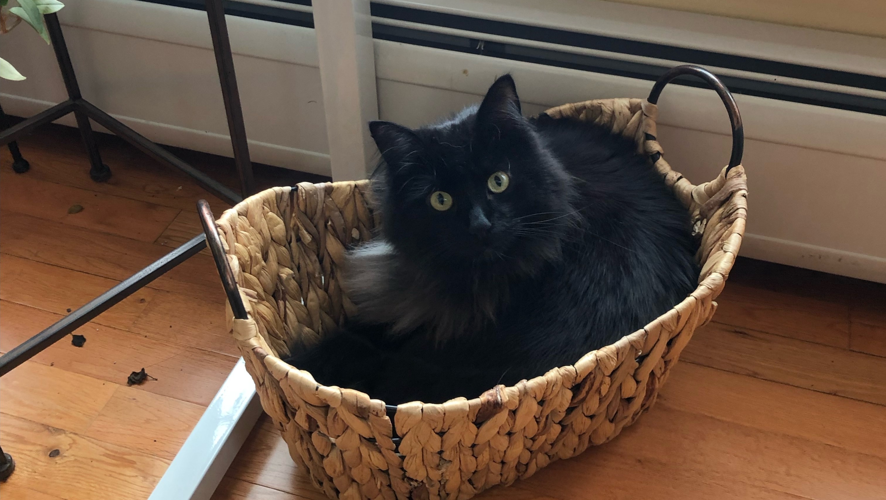 Fundraiser for Jody Sanderson by Nora Fiore : Save Oliver the Cat ...