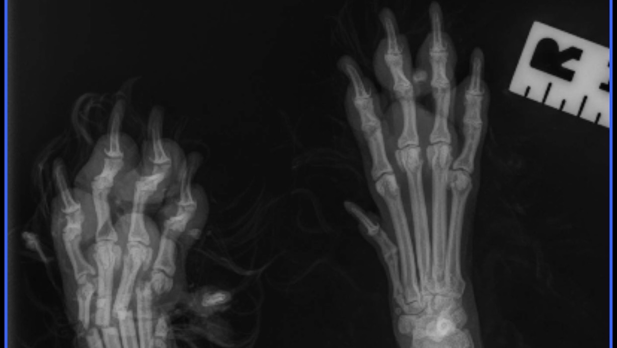 Fundraiser by merari zamora : Help Panda with her medical bills