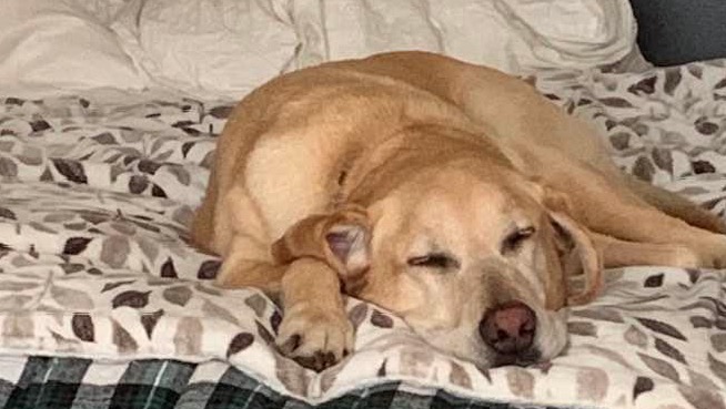 Fundraiser for Joseph Gallucci by Nancy Gruttemeyer : URGENT ! MARLEY ...